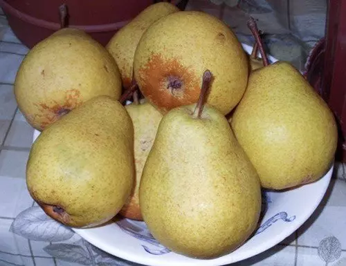 Pear Belorusskaya mwishoni mwa