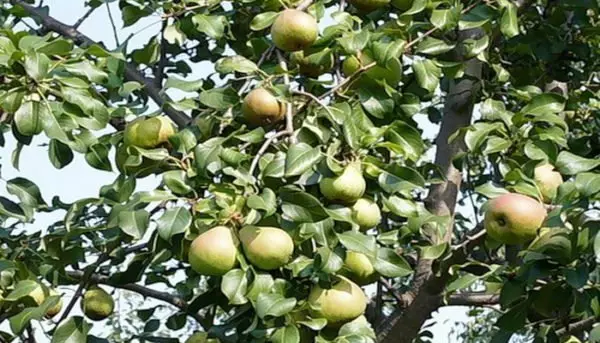 Tree of the Belarusian late pear, swept fruits