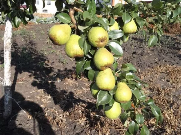 Pear Hviterussland sent: Beskrivelse og egenskaper av varianter, fordeler og ulemper, funksjoner i planting og avgang + bilde og anmeldelser 322_3