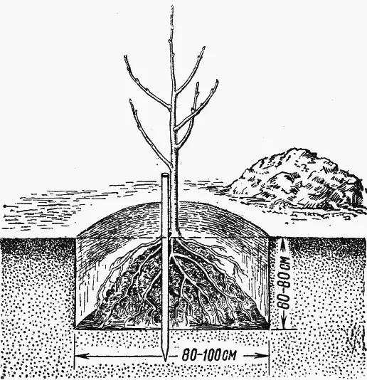 Scheme of landing pear