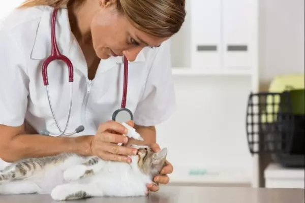 पशु चिकित्सक पर बिल्ली