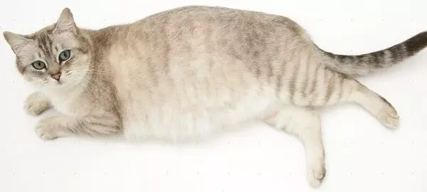 цяжарная кошка