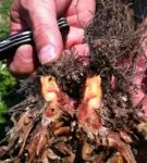 Phytoophluorous root rot.