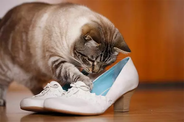 O gato toca e examina os sapatos