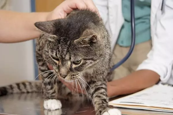 Veterinário examina o gato