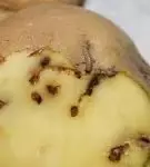 Mol krumpir