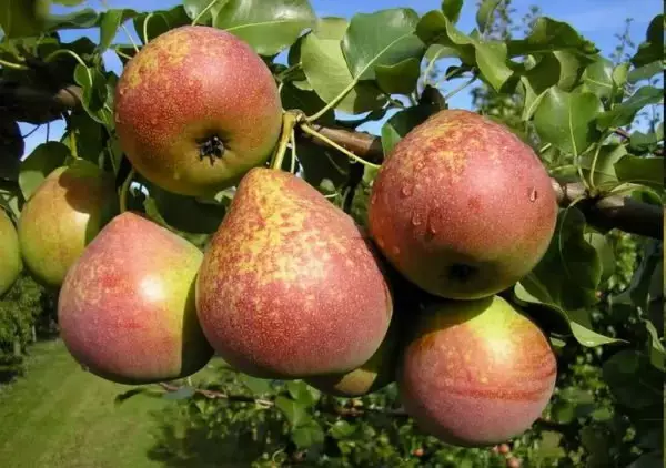 Pear marble: description and characteristics of varieties, advantages and disadvantages, features of planting and care + photos and reviews