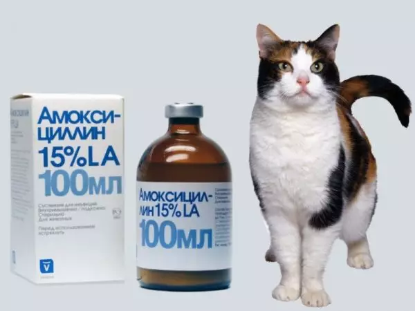 Amoksicilin in cat.