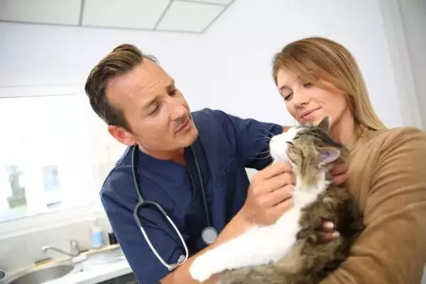 Ο κτηνίατρος εξετάζει τη γάτα