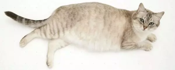 Έγκυος γάτα που βρίσκεται