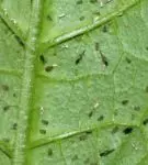 aphid