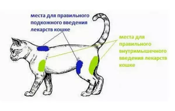 Skema van streke vir intramuskulêre inspuitings in katte
