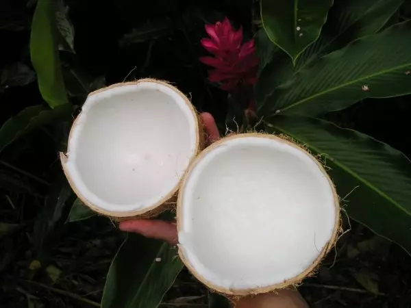 Maso kokosu