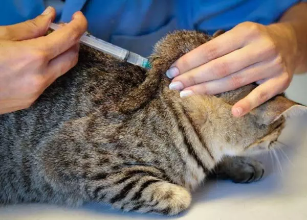 A macska az injekciót teszi