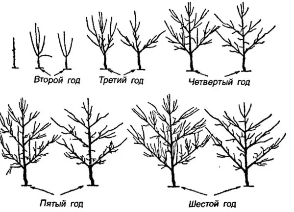 Схема формування пальмети