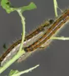 Caterpillar ženke