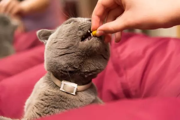 Kot bierze tabletkę