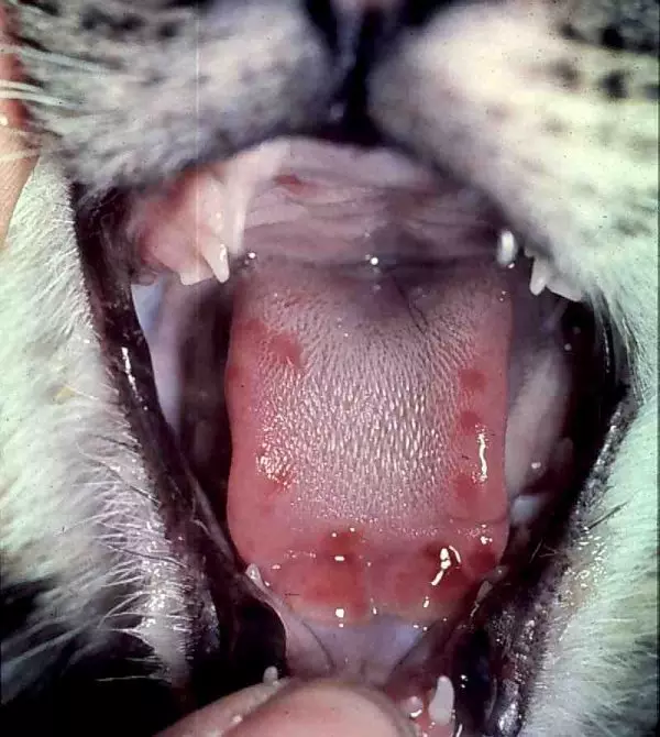 Ulcers de la langue chat