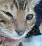 Възпаление на конюнктивата на котето на бенгалската порода