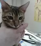 Бенгал тұқымы котенка
