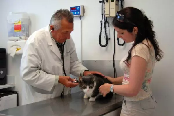 Veterinārārsts pārbauda kaķi