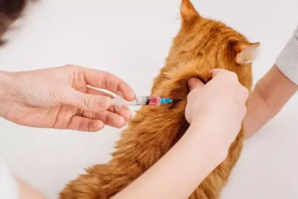 Die Katze macht eine Injektion