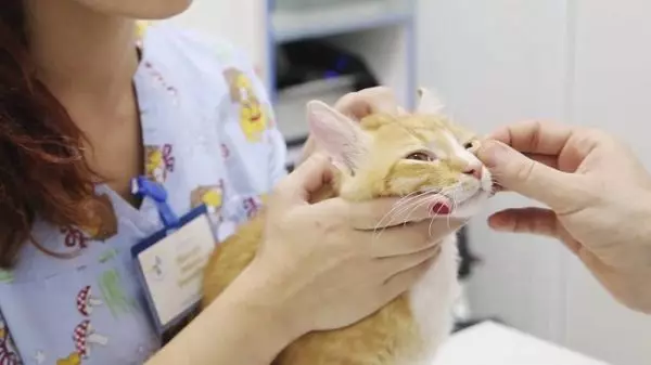 Mačka na veterinaru