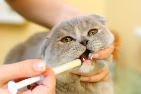O gato dá remédio da seringa por via oral