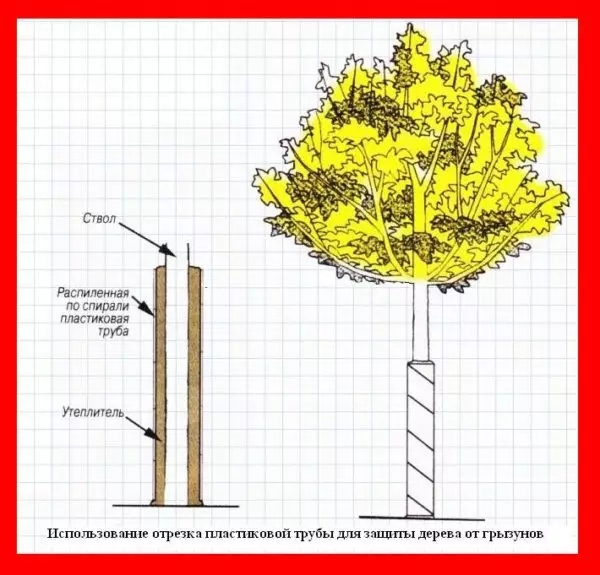 Protecció del tronc d'arbres contra rosegadors