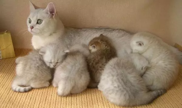 Cat feeds kittens