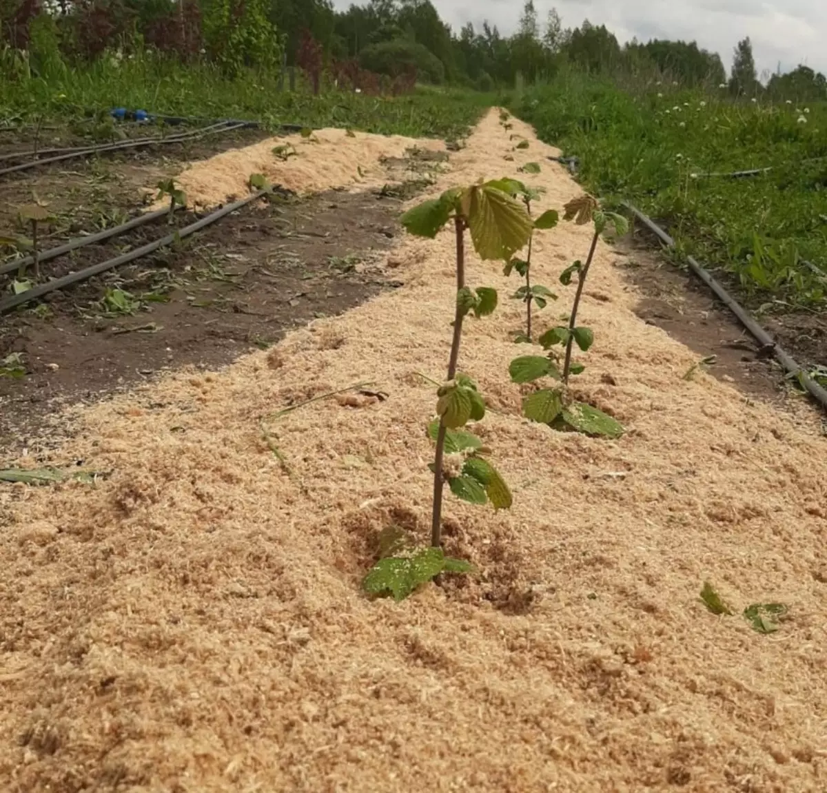 Quines maneres efectives us ajudaran a obtenir un arnès ric en el sòl d'argila 3402_4