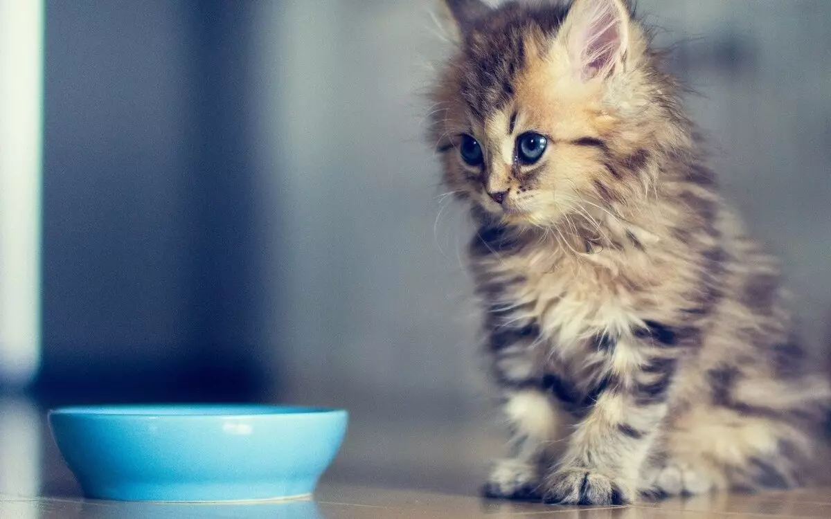 Thức ăn cho mèo con tốt hơn: một băng tự nhiên, thực phẩm khô và ướt được làm sẵn, không thể thực hiện được các sản phẩm, quy tắc cho ăn, bao nhiêu lần một ngày