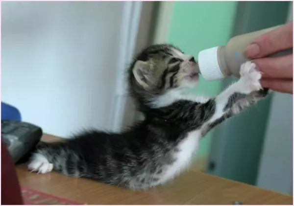 Kitten ποτά από ένα μπουκάλι