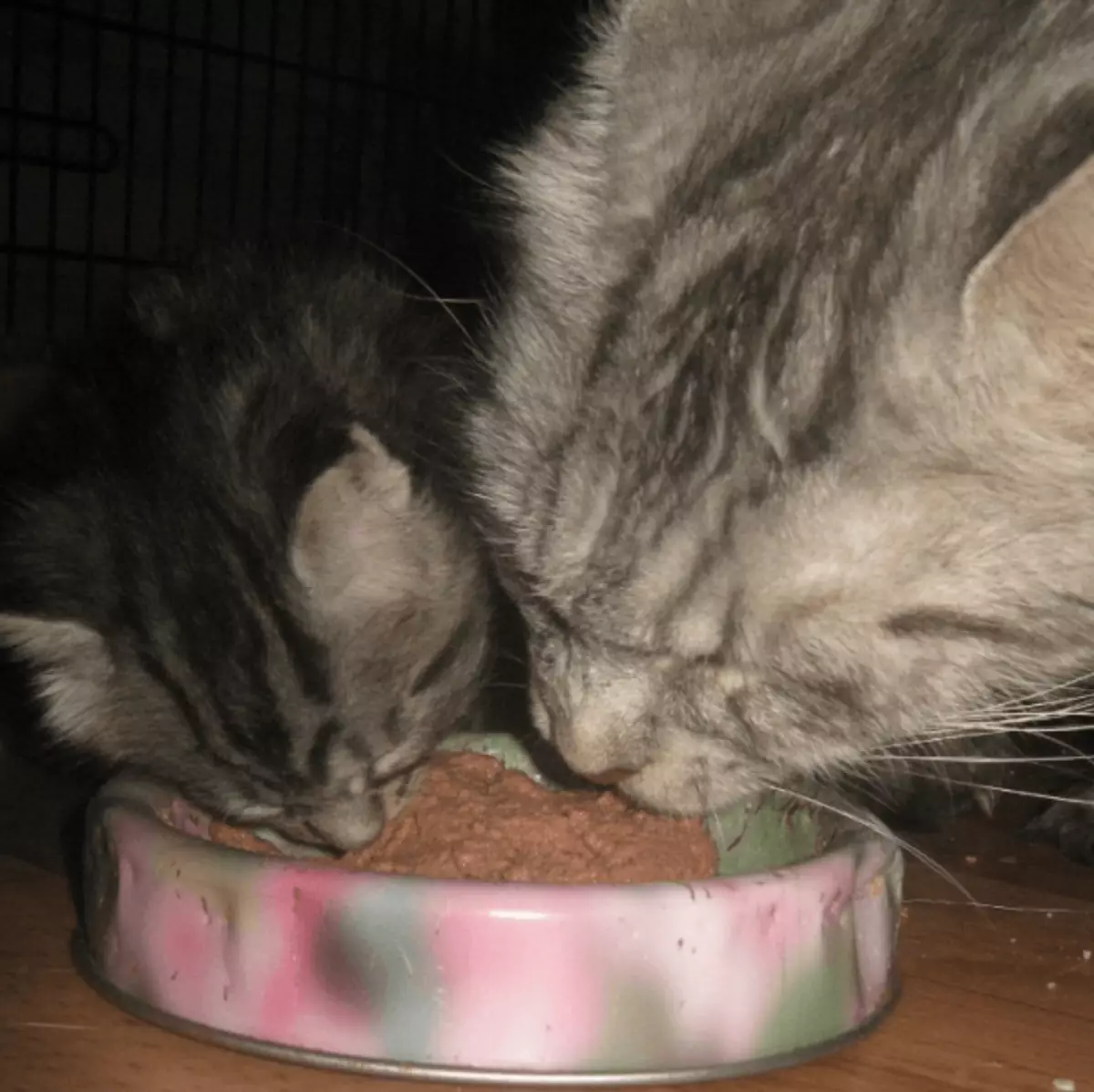 Mama ir kačiukas į dubenį