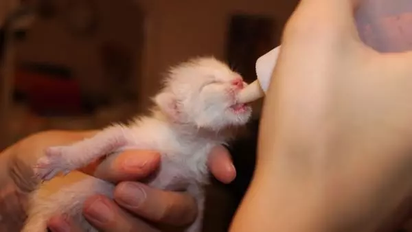 Yeni doğan yavru kedi