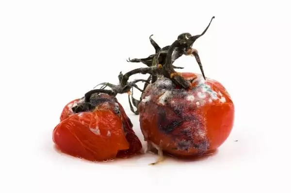 persimmon تحت تاثیر پوسیدگی