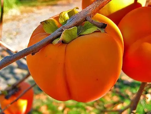 Dərəcəli persimmon zenji marru