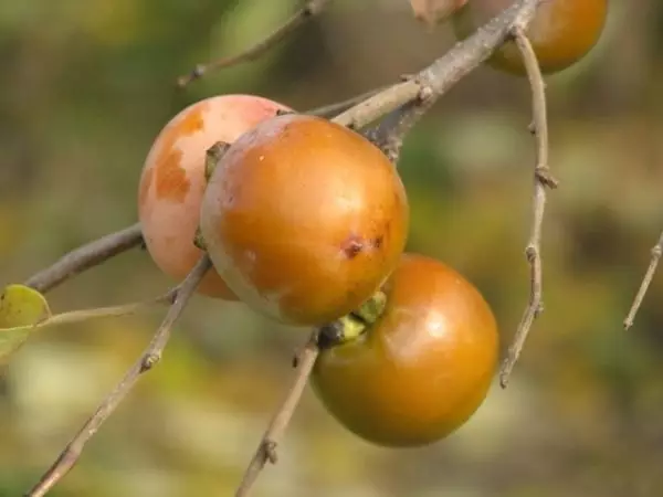 Bakirə persima