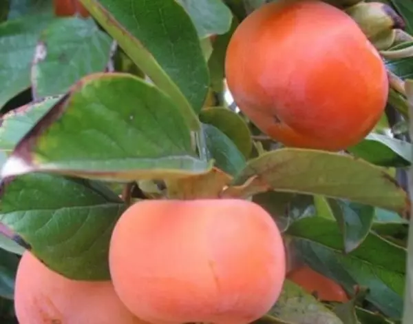 Persimmon روسی