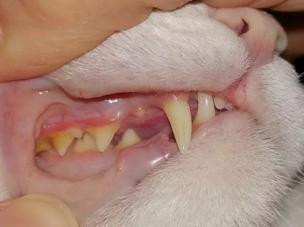 牙科貓