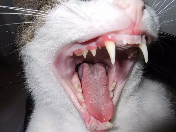 gingivitis در یک گربه