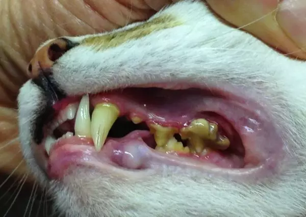 Gato dental