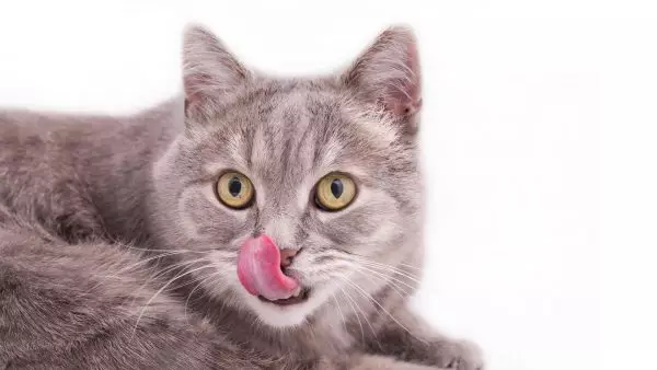 Cat licks nose