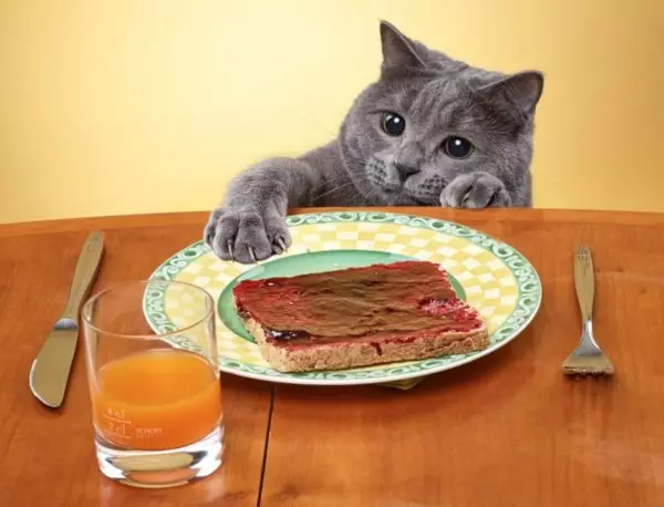 توقفت القط تناول الطعام الجاف: لماذا لا تأكل ما يجب القيام به، وكيفية تعليم وترجمتها إلى نصيحة بيطري أخرى 3487_7