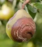 Trái cây