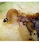 Pear Fruzher