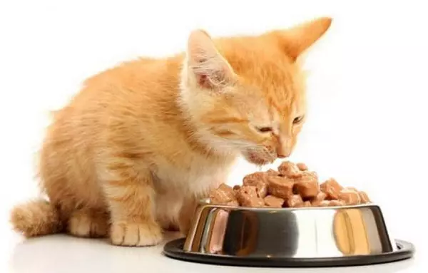 Yavru kedi bir kaseden yiyor