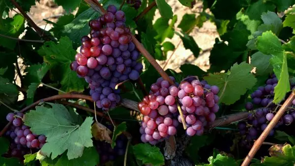 Vintage grapes on the vine