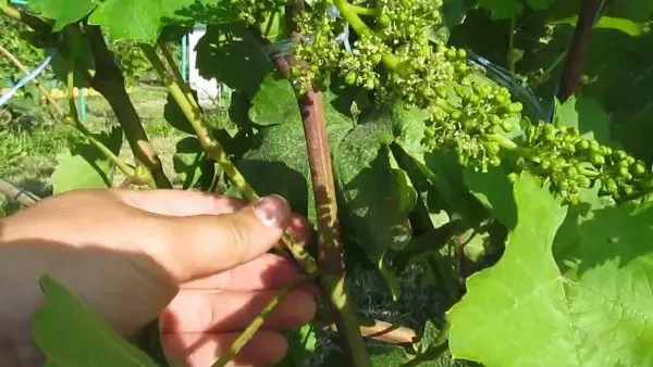 Steying grapes