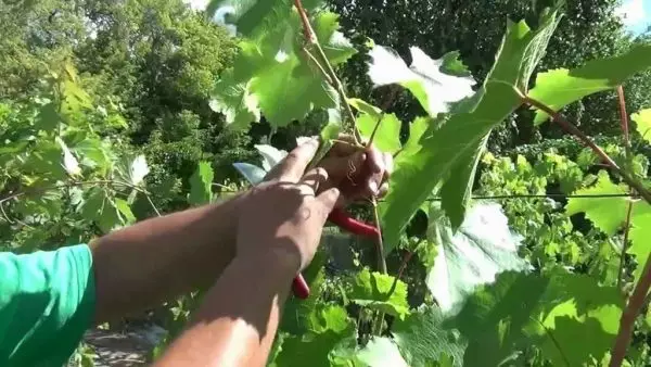 Checking grapes